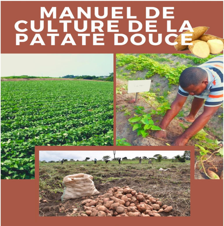 Manuel de culture de la patate à télécharger (PDF)